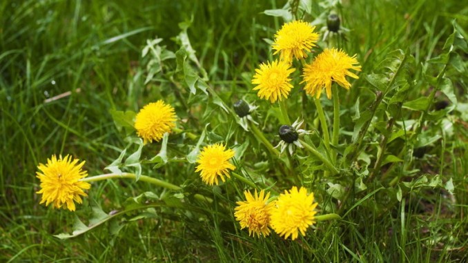 Top 10 ziół oczyszczających organizm i wspomagających leczenie ...