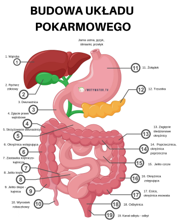 Czy twoja kupa jest normalna? – Motywator Dietetyczny